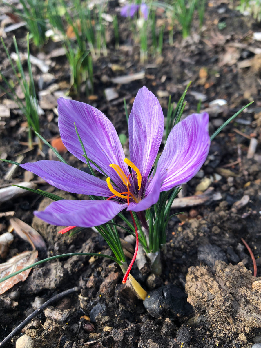 Sussex Saffron – Mousehall